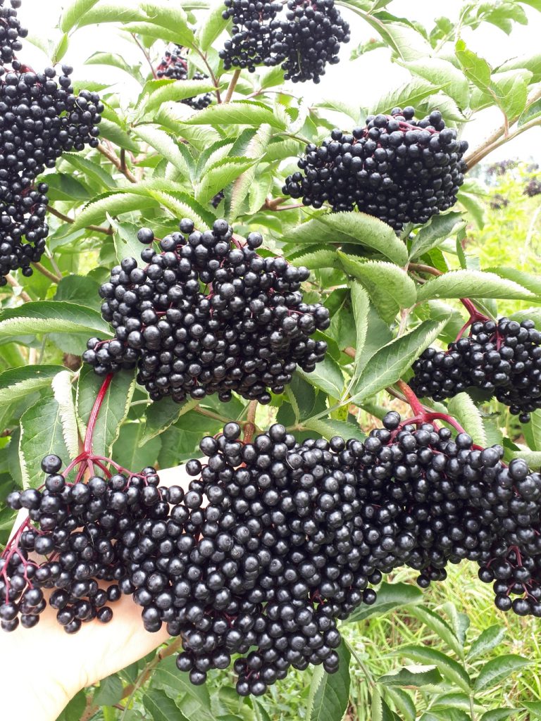 Bez černý plod ROSOL, 330 g - Bezová farma Křížov